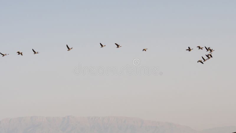 Flock of Wild Geese are Flying in the Air Stock Image - Image of nature ...