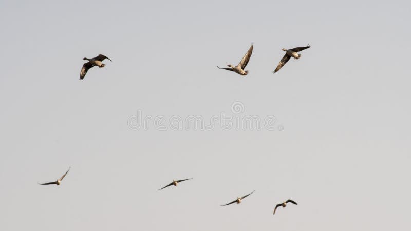 Flock of Wild Geese are Flying in the Air Stock Photo - Image of flying ...
