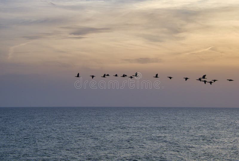 Flock of Wild Geese Flying Over the Sea in Formation on Their Migration ...