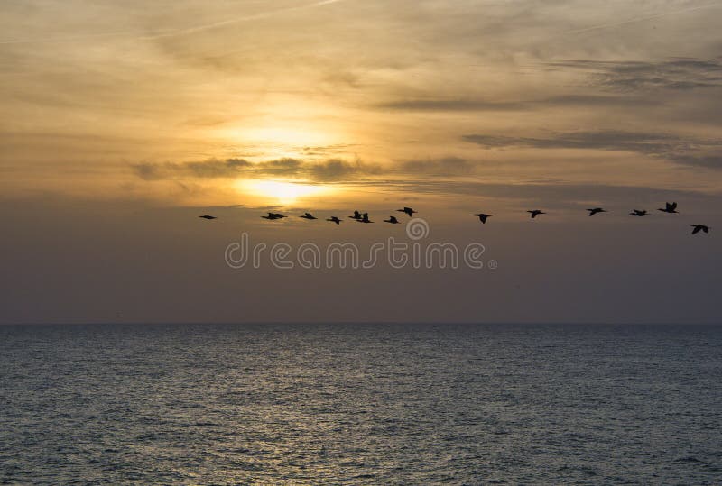 Flock of Wild Geese Flying Over the Sea in Formation on Their Migration ...