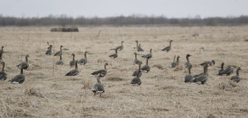 A Flock of Wild Geese in the Spring Stock Image - Image of countryside ...