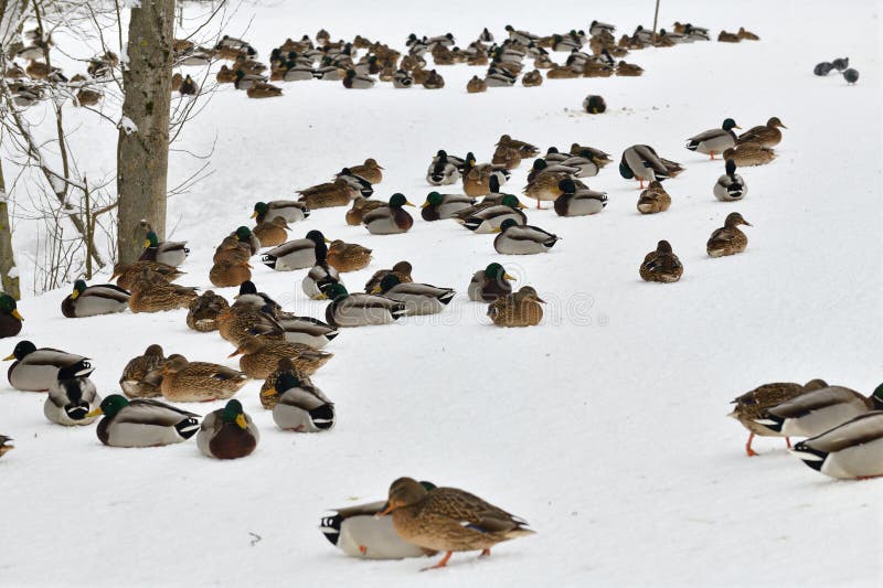 Mallards in the Park, PÃ¤rnu, Estonia Stock Photo - Image of white ...