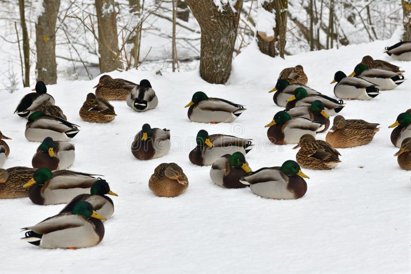 Mallards in the Park, PÃ¤rnu, Estonia Stock Photo - Image of white ...