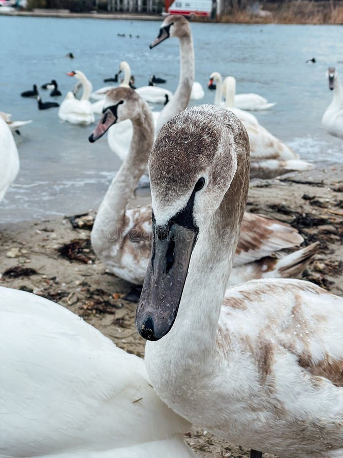 Flock of Wild Swans Near the Water on the Beach Stock Photo - Image of ...