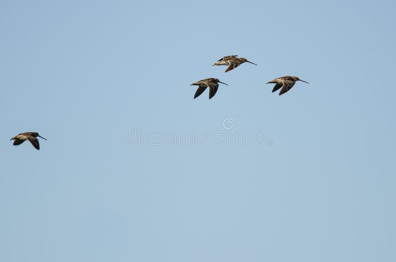 Wilson s Snipe stock image. Image of mottled, snipe, birding - 17520293