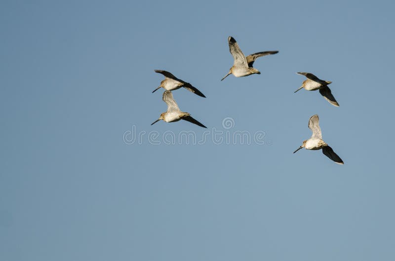 Flock of Wilson S Snipe Flying in a Blue Sky Stock Image - Image of ...