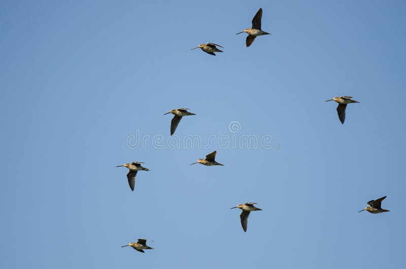 Flock of Wilson`s Snipe Flying in a Blue Sky Stock Photo - Image of ...