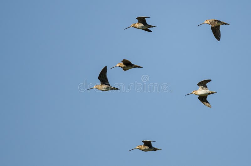 Flock of Wilson`s Snipe Flying in a Blue Sky Stock Photo - Image of ...