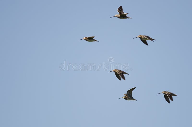 Flock of Wilson`s Snipe Flying in a Blue Sky Stock Image - Image of ...