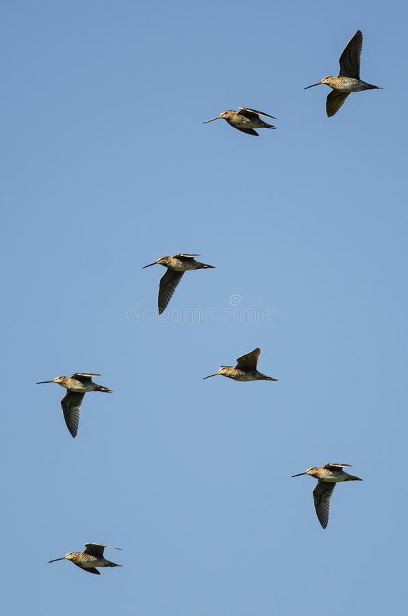 Flock of Wilson`s Snipe Flying in a Blue Sky Stock Image - Image of ...