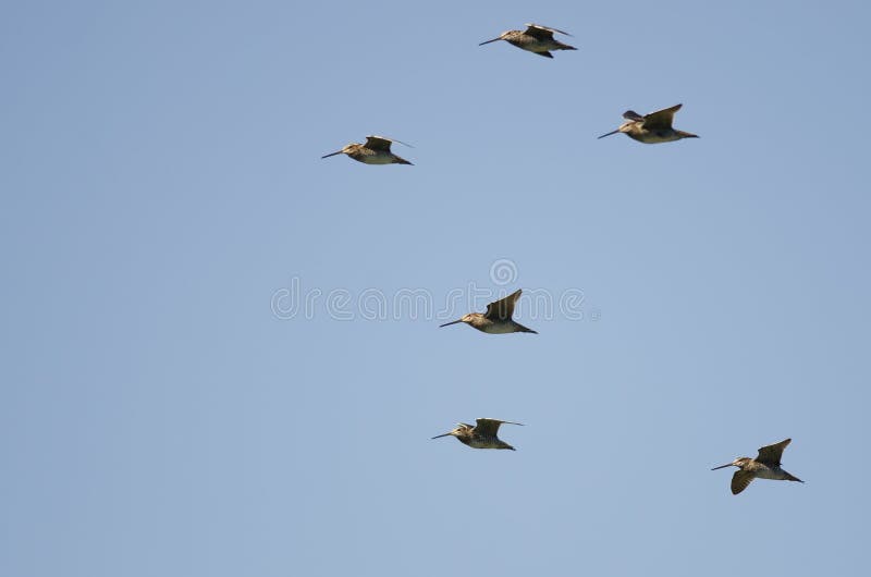 Flock of Wilson S Snipe Flying in a Cloudy Blue Sky Stock Photo - Image ...