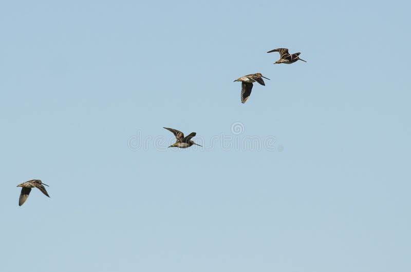 Flock of Wilson S Snipe Flying in a Blue Sky Stock Image - Image of ...