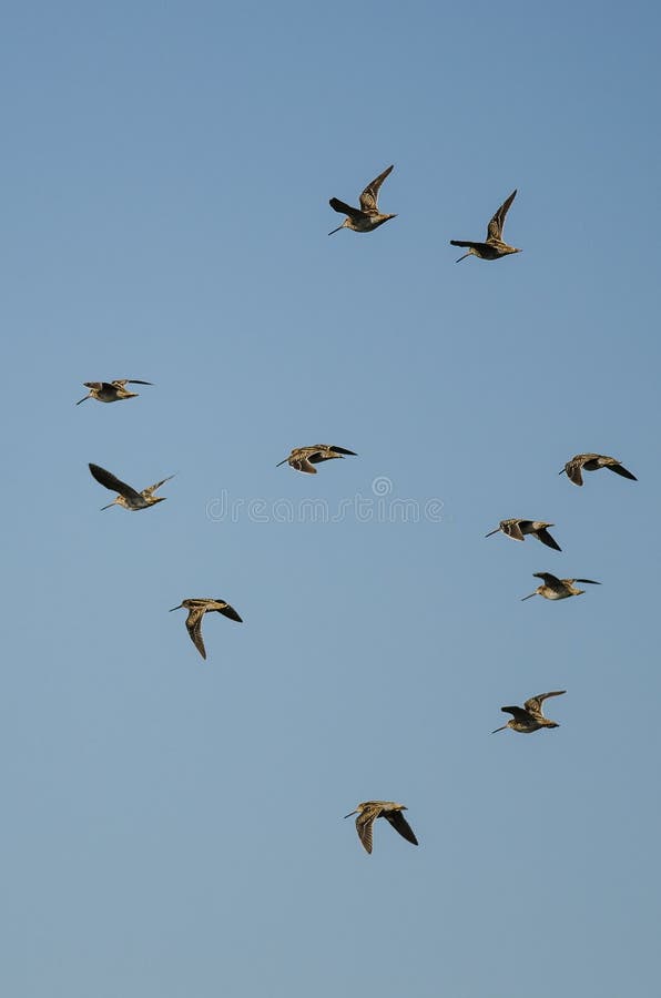 Flock of Wilson`s Snipe Flying in a Blue Sky Stock Image - Image of ...