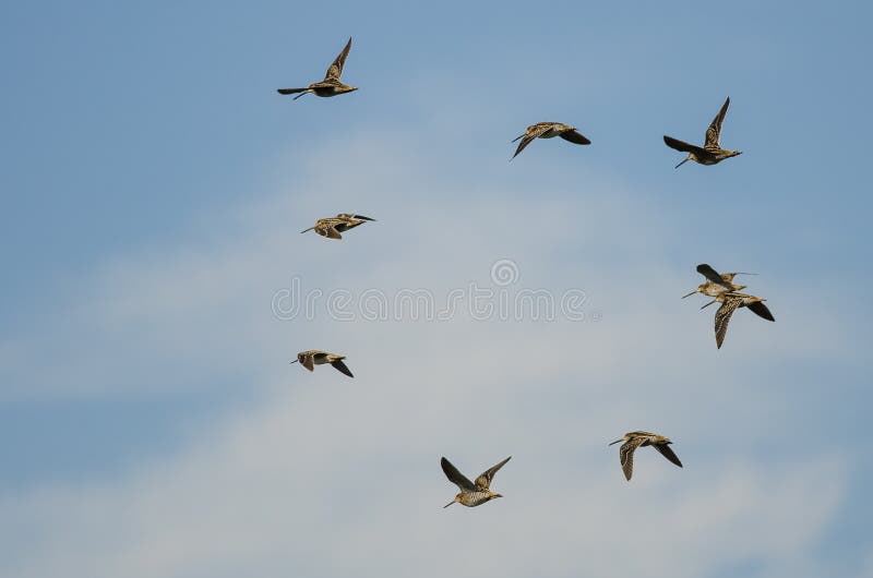 Flock of Wilson S Snipe Flying in a Blue Sky Stock Image - Image of ...