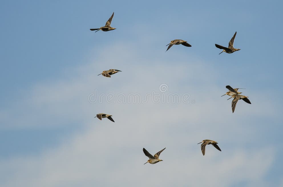 Flock of Wilson S Snipe Flying in a Blue Sky Stock Image - Image of ...