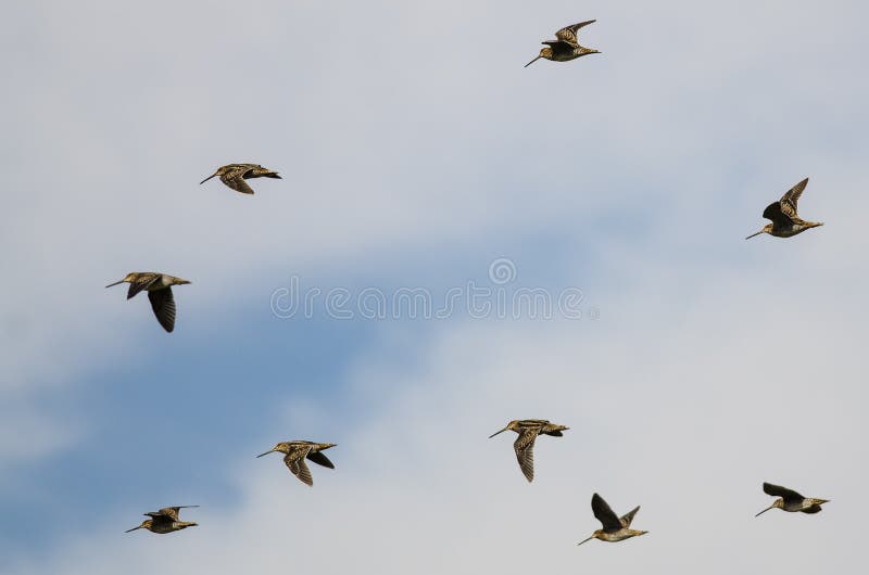 Flock of Wilson S Snipe Flying in a Cloudy Blue Sky Stock Photo - Image ...