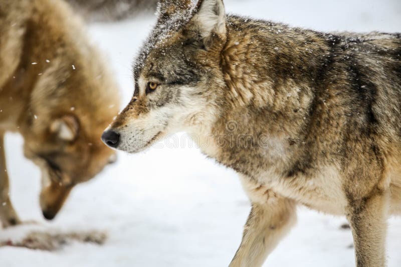 Gray wolves in winter stock image. Image of wolf, wildlife - 267083579