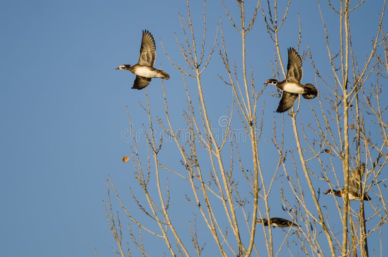 Flock of Wood Ducks Flying Low Over the Autumn Trees Stock Image ...