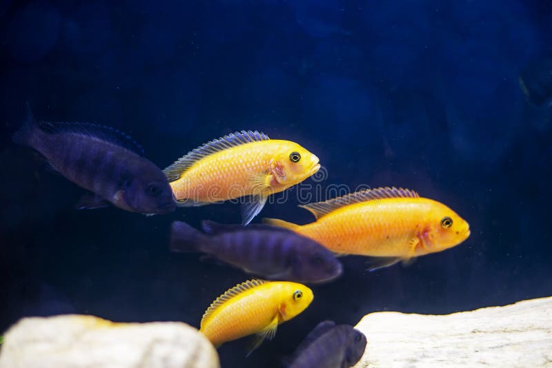 Flock of Yellow Fish Danio Glofish and Pseudotropheus Swim Stock Image ...