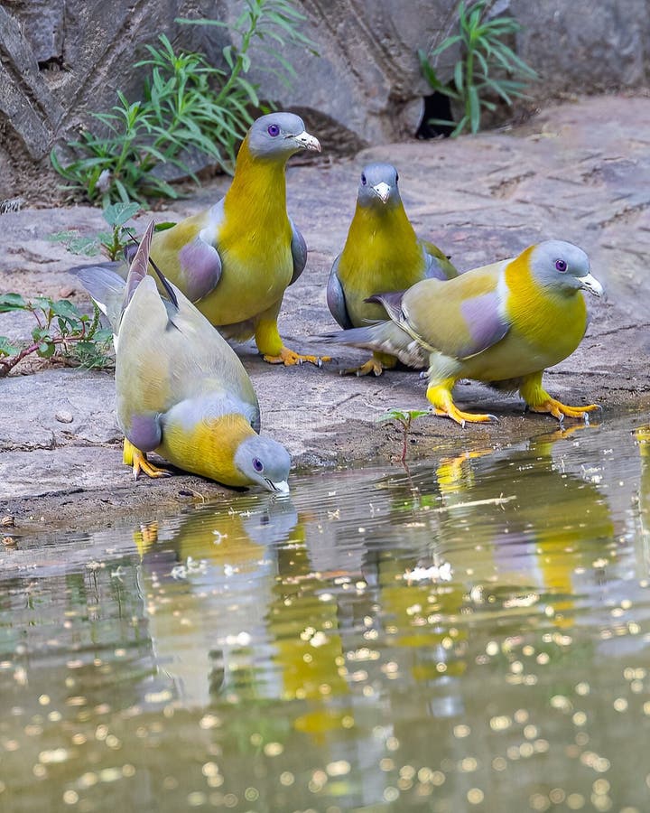 Flock of Yellow-footed Green Pigeons, on a Lake Coast, with a Muddy ...