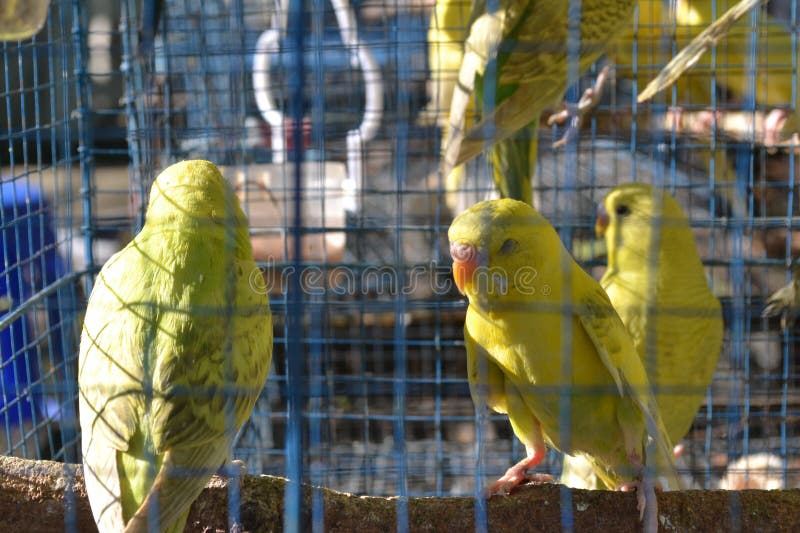 Flock of Yellow Canary - Serinus Canaria on Its Pe Stock Image - Image ...