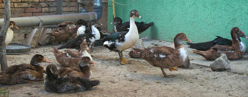 Flock of Young Ducks Having Fun in Backyard Stock Image - Image of beak ...