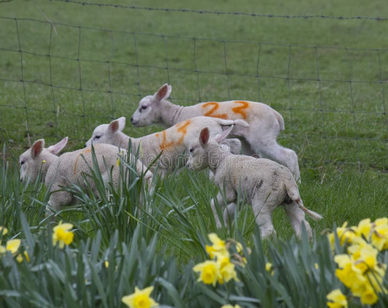Flock of 4 Young Lambs with Daffs Stock Image - Image of cute, daffs ...