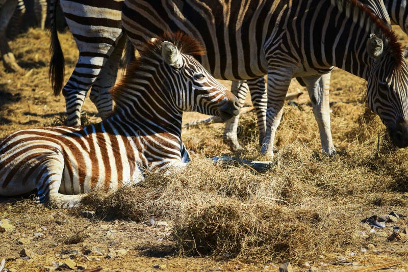 Flock of Zebra on Dirt Ground Stock Photo - Image of group, habitat ...