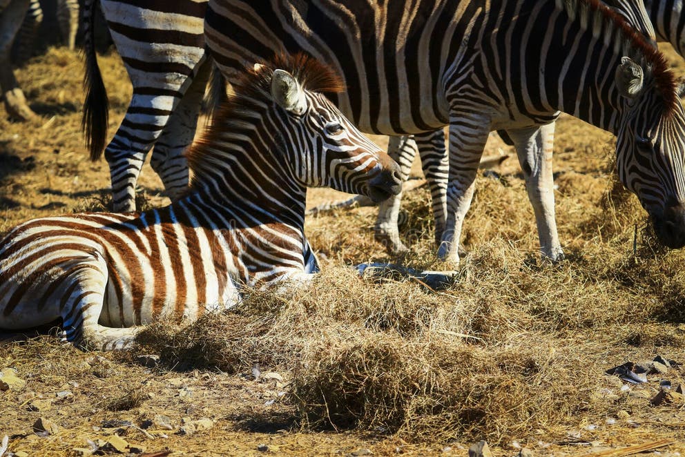 Flock of Zebra on Dirt Ground Stock Photo - Image of group, habitat ...