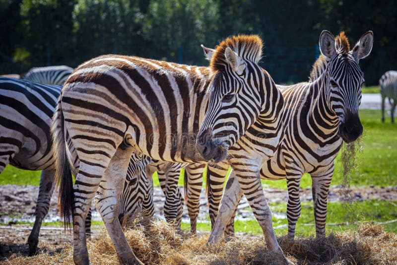 Flock of Zebra on Green Grass Field Stock Image - Image of herd, nature ...