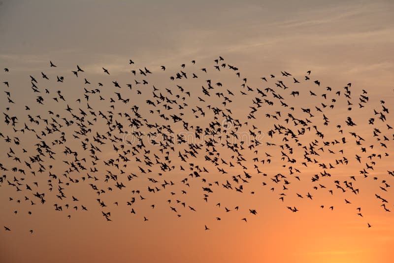 FLOCKING BEHAVIOR in BIRDS Bikaner Stock Photo - Image of fish, flocks ...