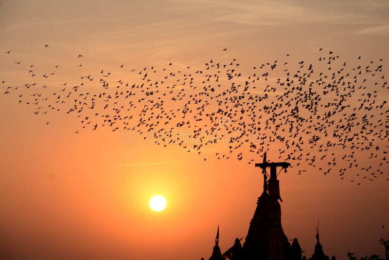 FLOCKING BEHAVIOR in BIRDS Bikaner Rajasthan Stock Photo - Image of ...