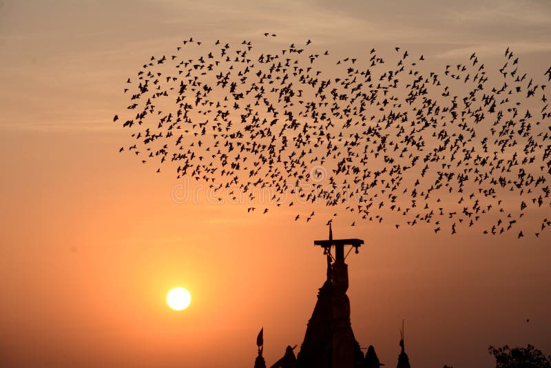 FLOCKING BEHAVIOR in BIRDS Bikaner Rajasthan Stock Photo - Image of ...