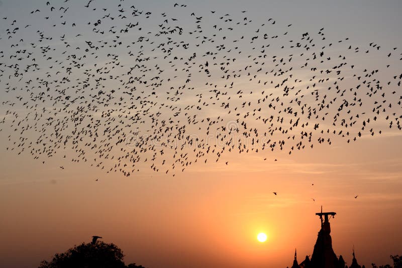 FLOCKING BEHAVIOR in BIRDS Bikaner Rajasthan Stock Photo - Image of ...