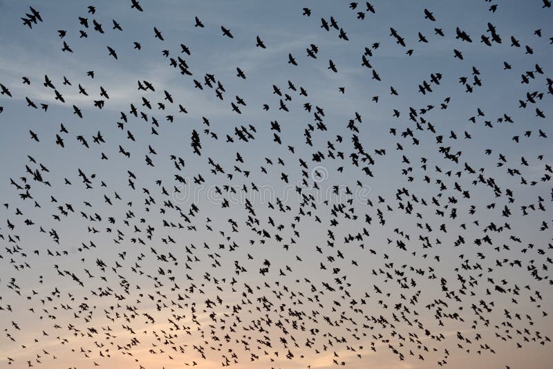 FLOCKING BEHAVIOR in BIRDS Bikaner Rajasthan Stock Image - Image of ...