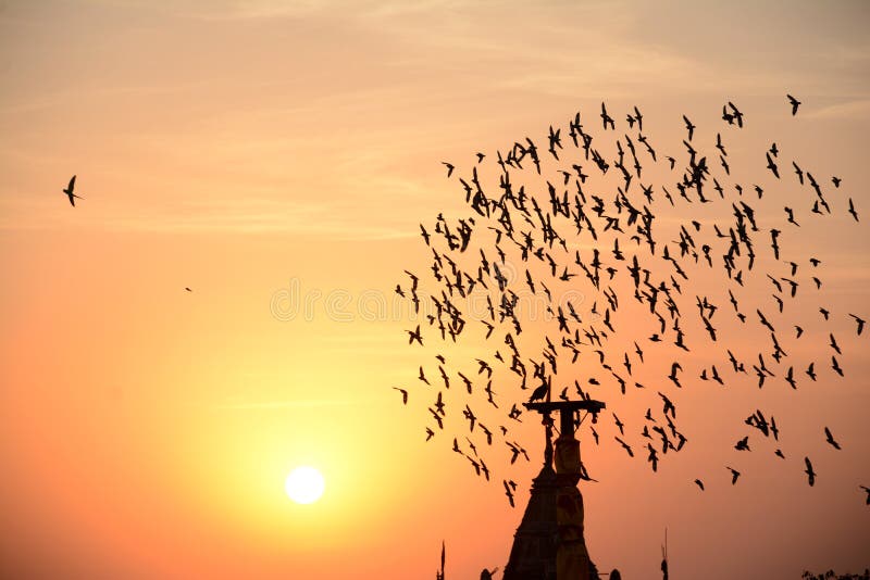Flocking Behavior of Birds in Evening Stock Image - Image of birds ...