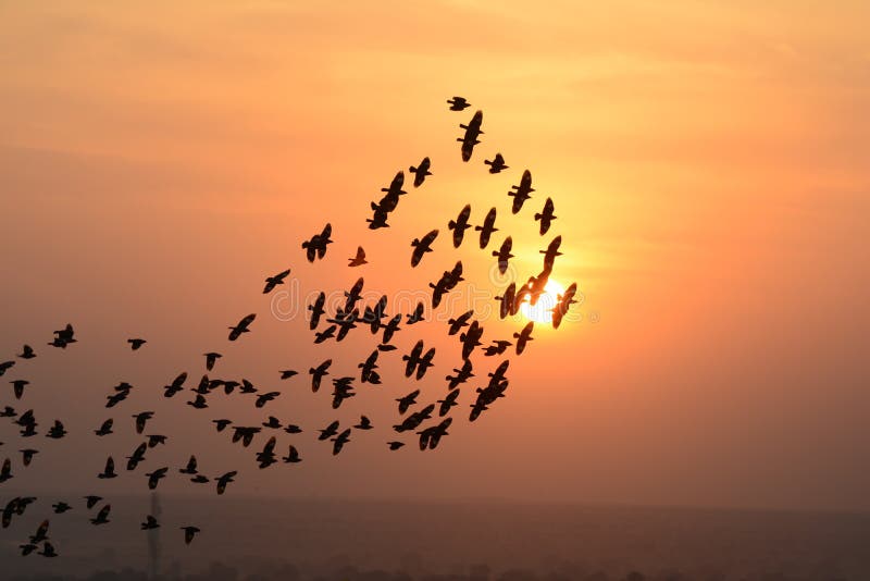 1,726 Flocking Birds Stock Photos - Free & Royalty-Free Stock Photos ...