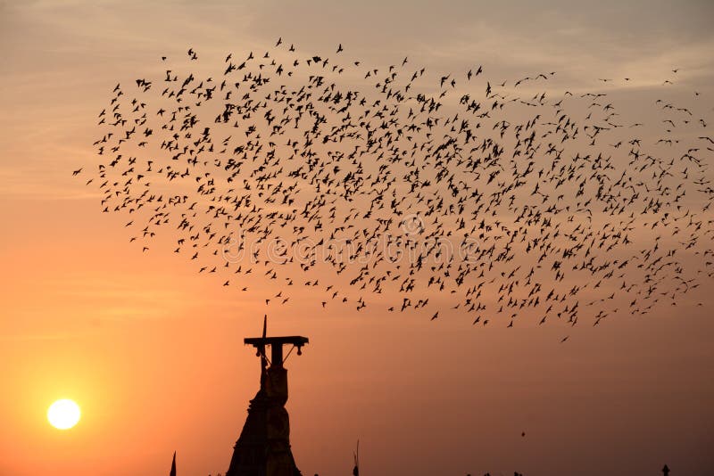 Flocking Behavior of Starlings Birds in Bikaner Stock Photo - Image of ...