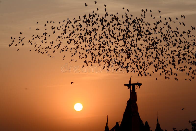 Flocking Behavior of Starlings Birds in Bikaner Stock Image - Image of ...