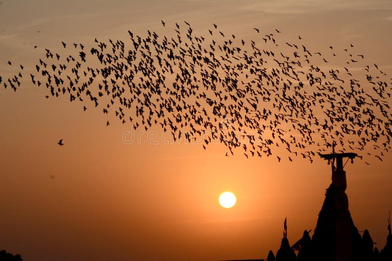 Flocking Behavior of Starlings Birds in Bikaner Stock Photo - Image of ...