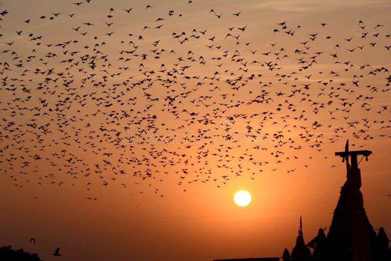 Flocking Behavior of Starlings Birds in Bikaner Stock Photo - Image of ...