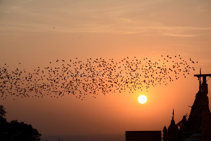 Flocking Behavior of Starlings Birds in Bikaner Stock Image - Image of ...