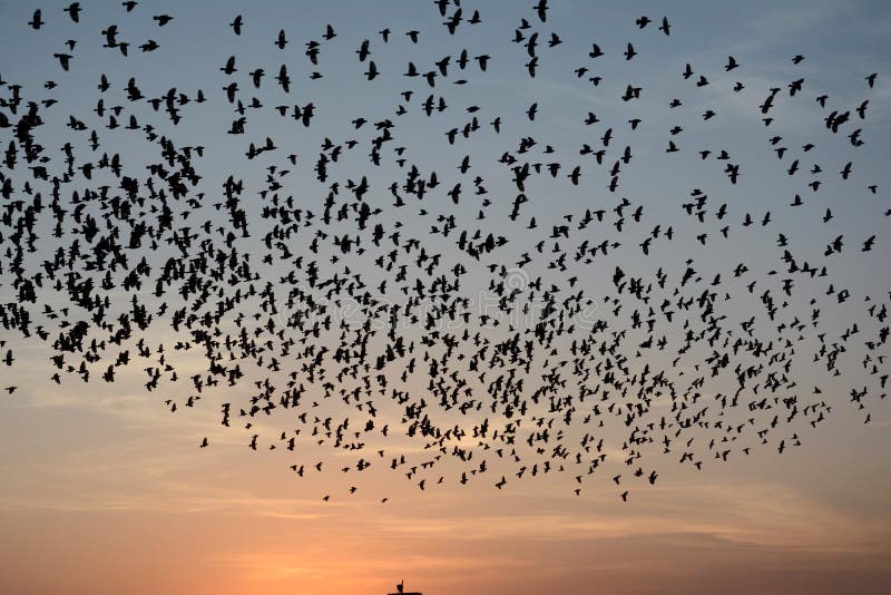 Flocking Behavior of Starlings Birds in Bikaner Stock Photo - Image of ...