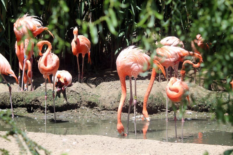 Flocking Flamingos stock photo. Image of nature, green - 101241762