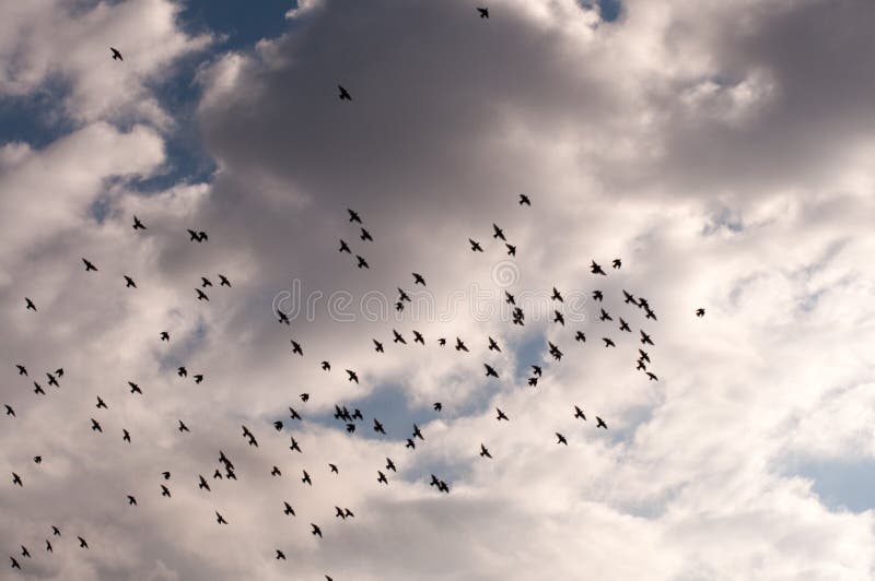 Flocks of Birds Against Clouds in the Sky. Freedom Concept Stock Image ...
