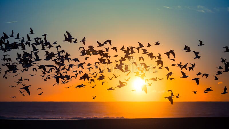 Flocks of Birds Over the Ocean during an Amazing Sunset. Nature. Stock ...