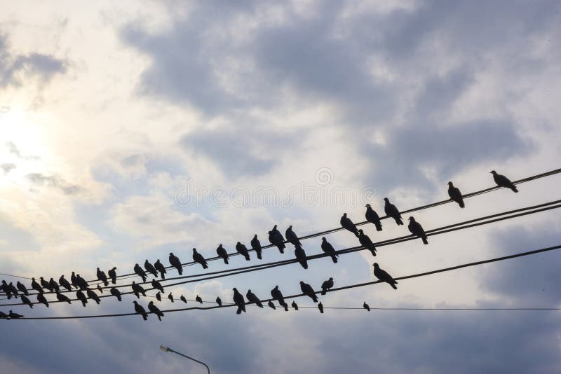 Flocks of Birds that Rely on High Voltage Cables Stock Photo - Image of ...