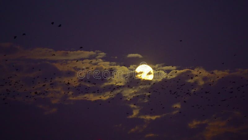 Flocks of Crows Flying Across the Night Sky with the Full Moon in the ...