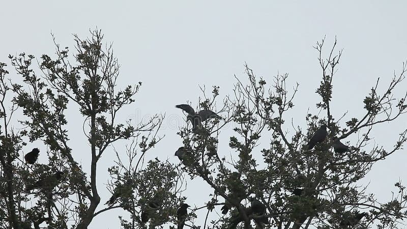 Flocks of Crows in the Trees Stock Video - Video of cawing, nature ...