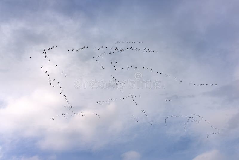 Migrating flocks of geese. stock image. Image of flock - 206613951